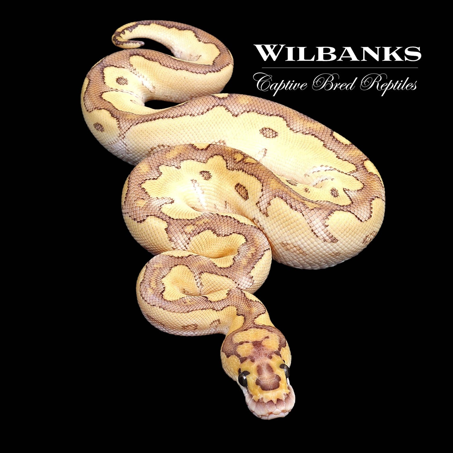 Butter Clown Ball Python by Wilbanks Captive Bred Reptiles - MorphMarket
