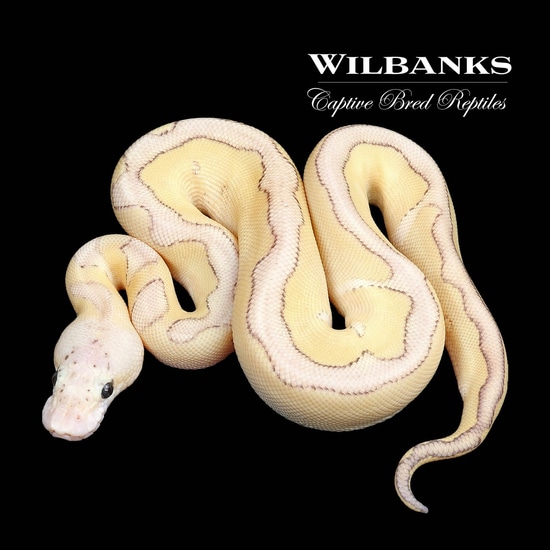 ButterFly Clown Ball Python by Wilbanks Captive Bred Reptiles