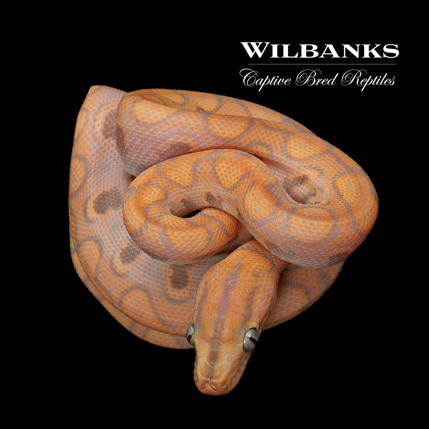 T+ Caramel Albino Brazilian Rainbow Boa by Wilbanks Captive Bred ...