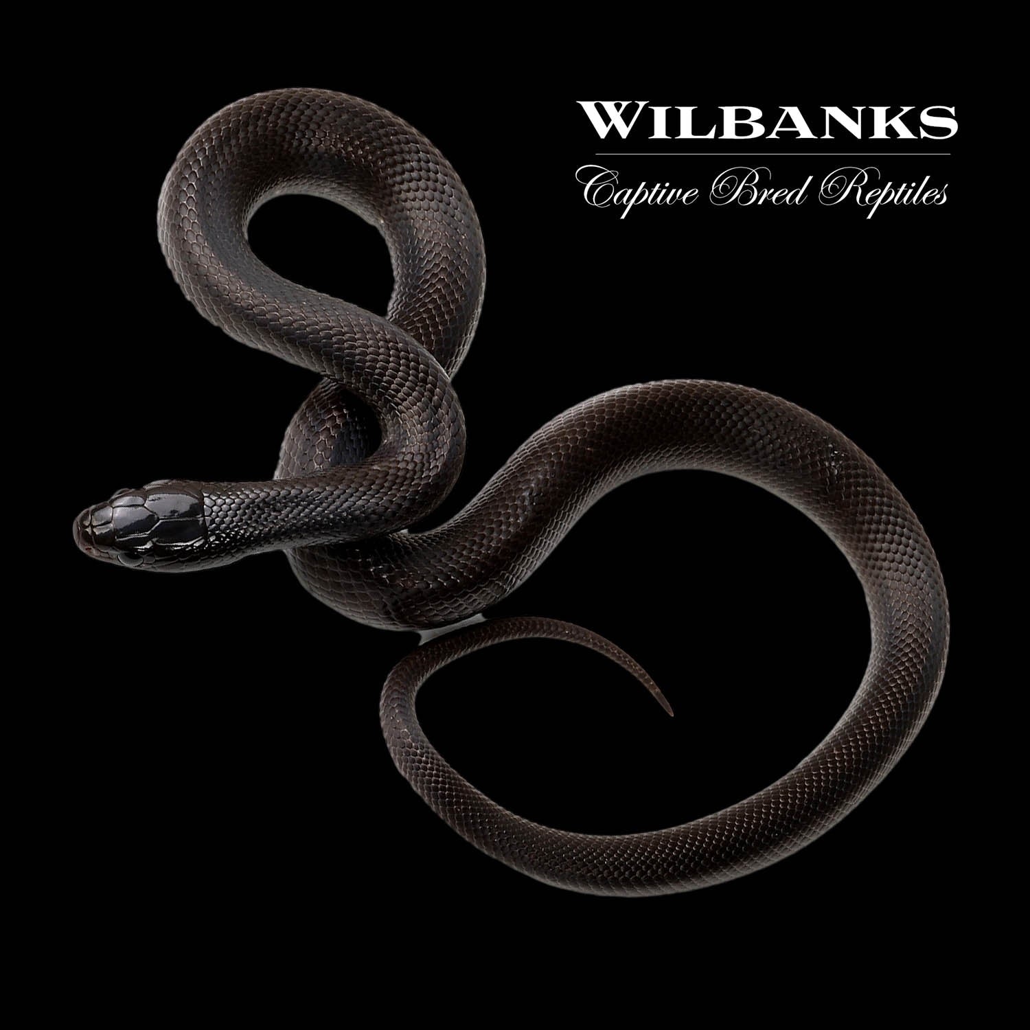 Mexican Black Kingsnake by Wilbanks Captive Bred Reptiles - MorphMarket