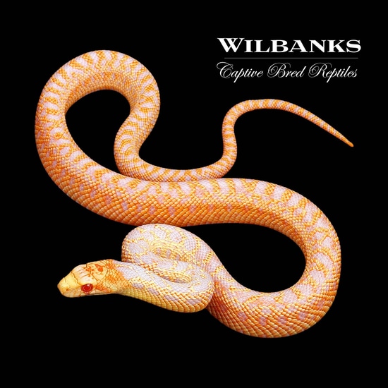 Applegate Albino San Diego Gopher Snake by Wilbanks Captive Bred Reptiles