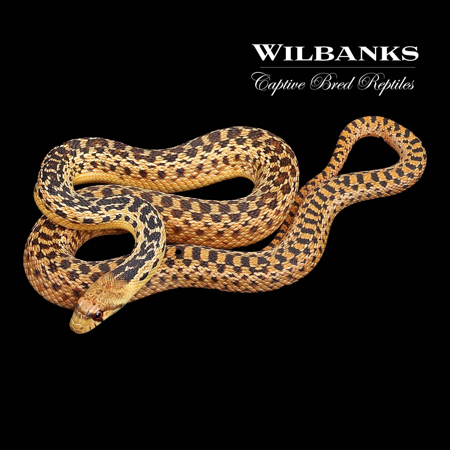 100% Het. Applegate Albino San Diego Gopher Snake by Wilbanks Captive ...