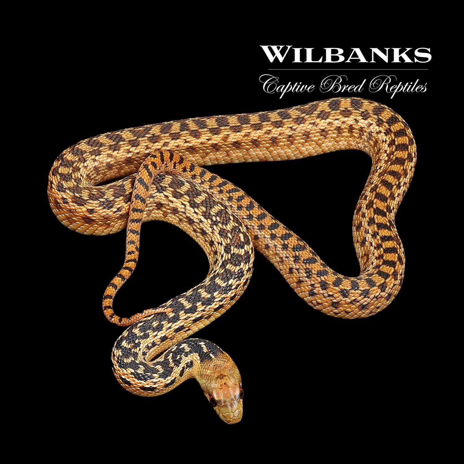 100% Het. Applegate Albino San Diego Gopher Snake by Wilbanks Captive ...
