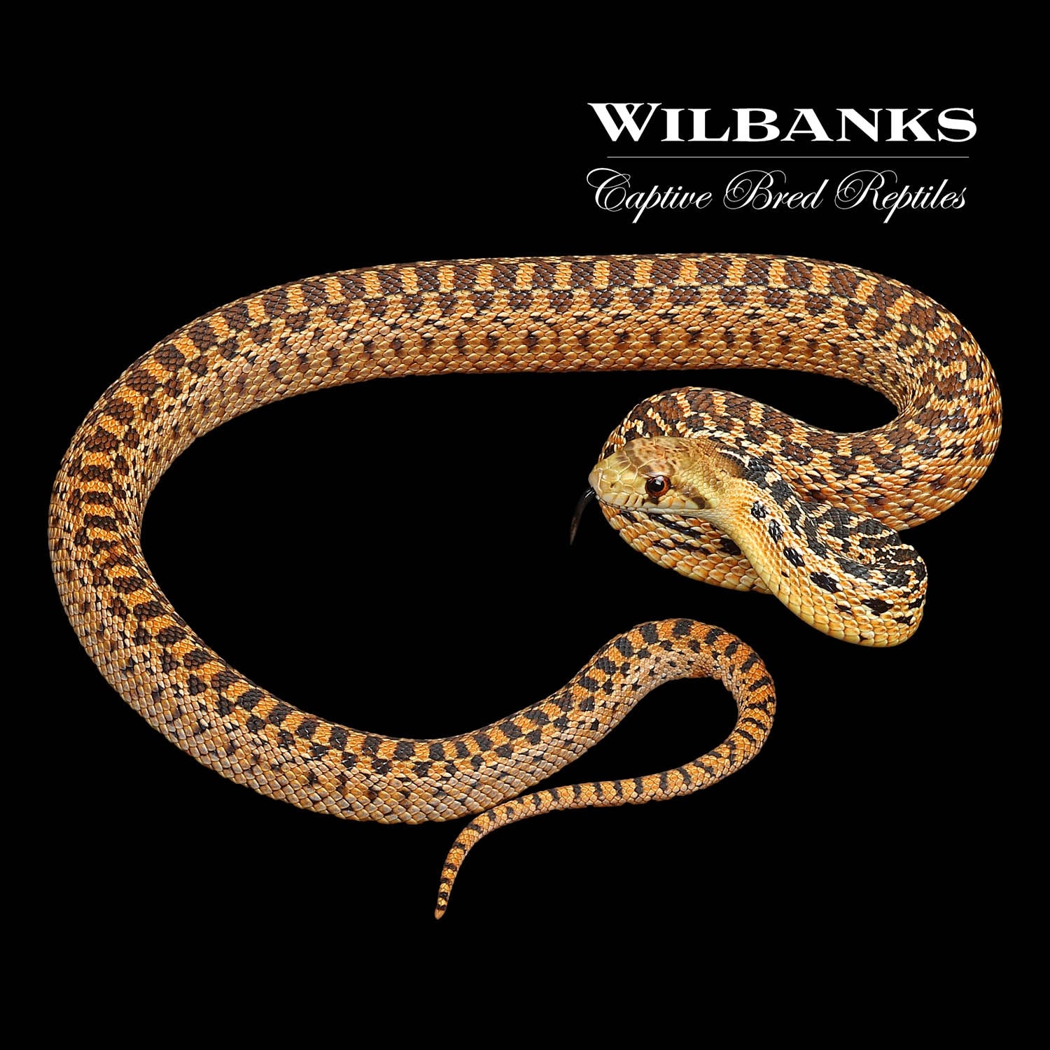 100% Het. Applegate Albino San Diego Gopher Snake by Wilbanks Captive ...