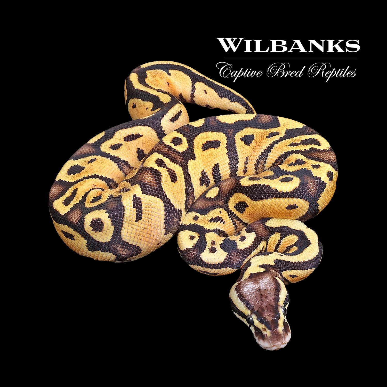 FireFly Ball Python by Wilbanks Captive Bred Reptiles - MorphMarket