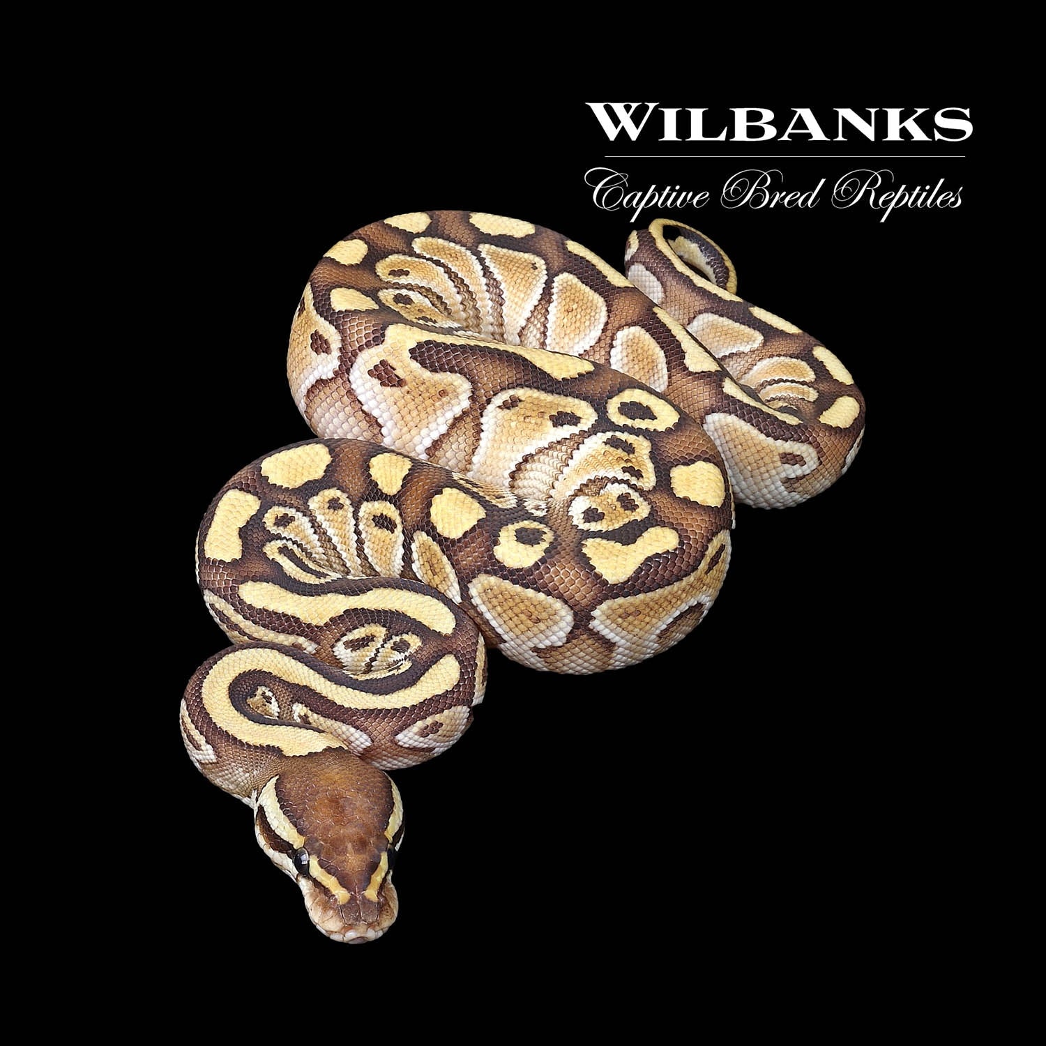 Butter 100% Het. Clown Ball Python by Wilbanks Captive Bred Reptiles ...