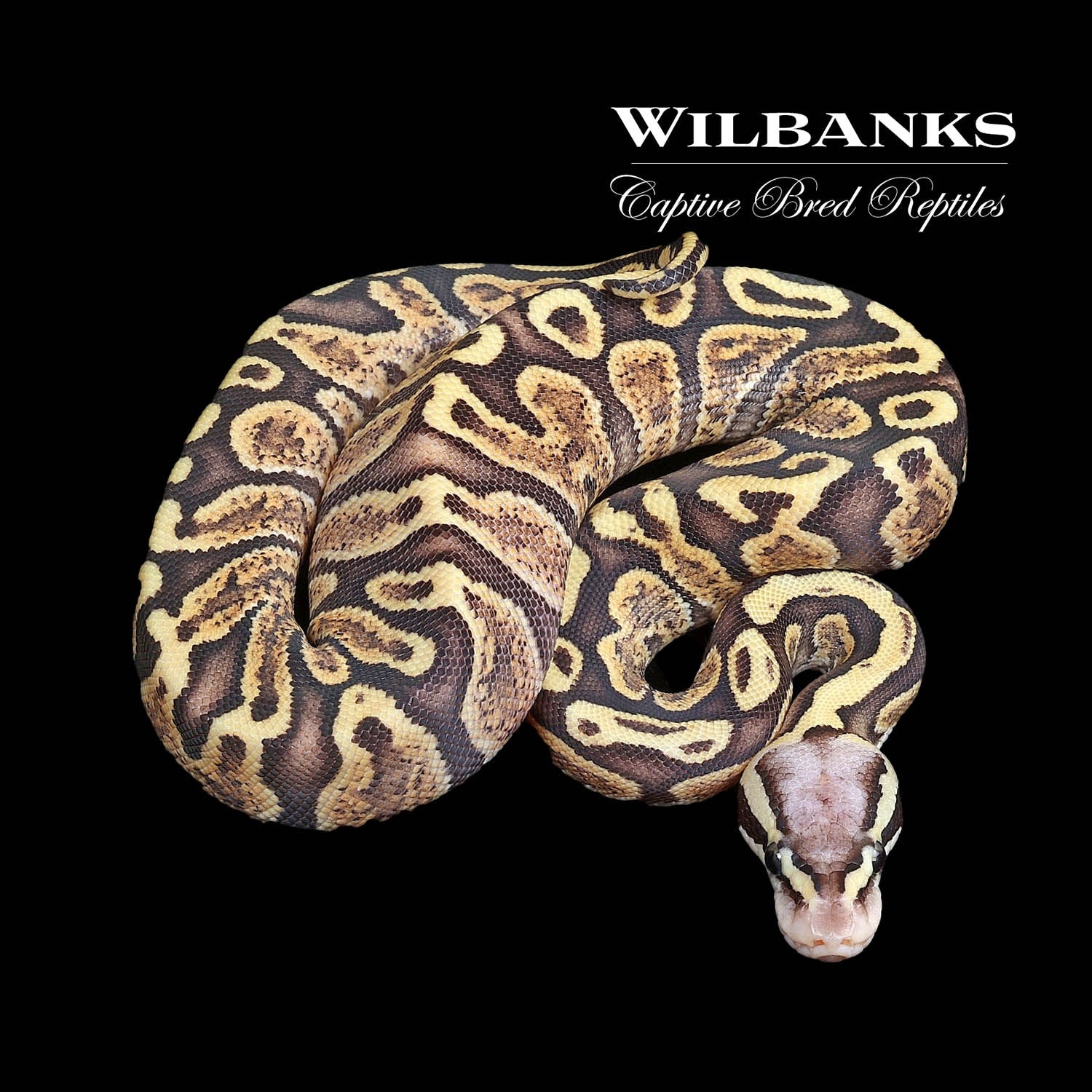 GHI FireFly Ball Python by Wilbanks Captive Bred Reptiles - MorphMarket