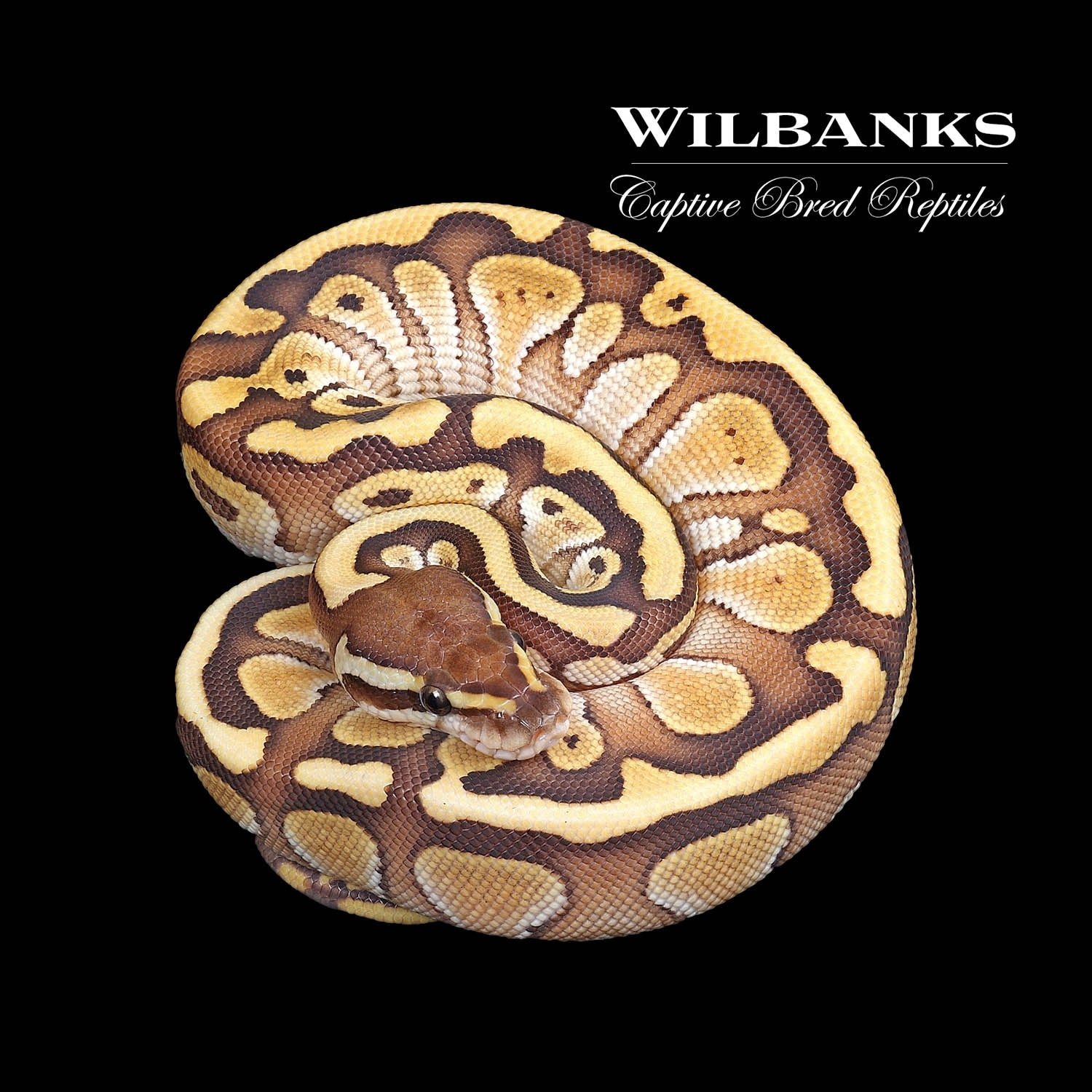 Butter Ball Python by Wilbanks Captive Bred Reptiles - MorphMarket