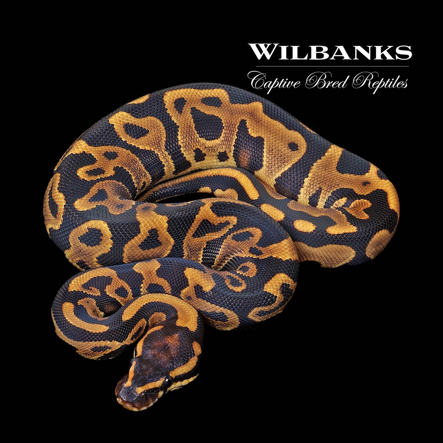 Leopard Ball Python by Wilbanks Captive Bred Reptiles - MorphMarket