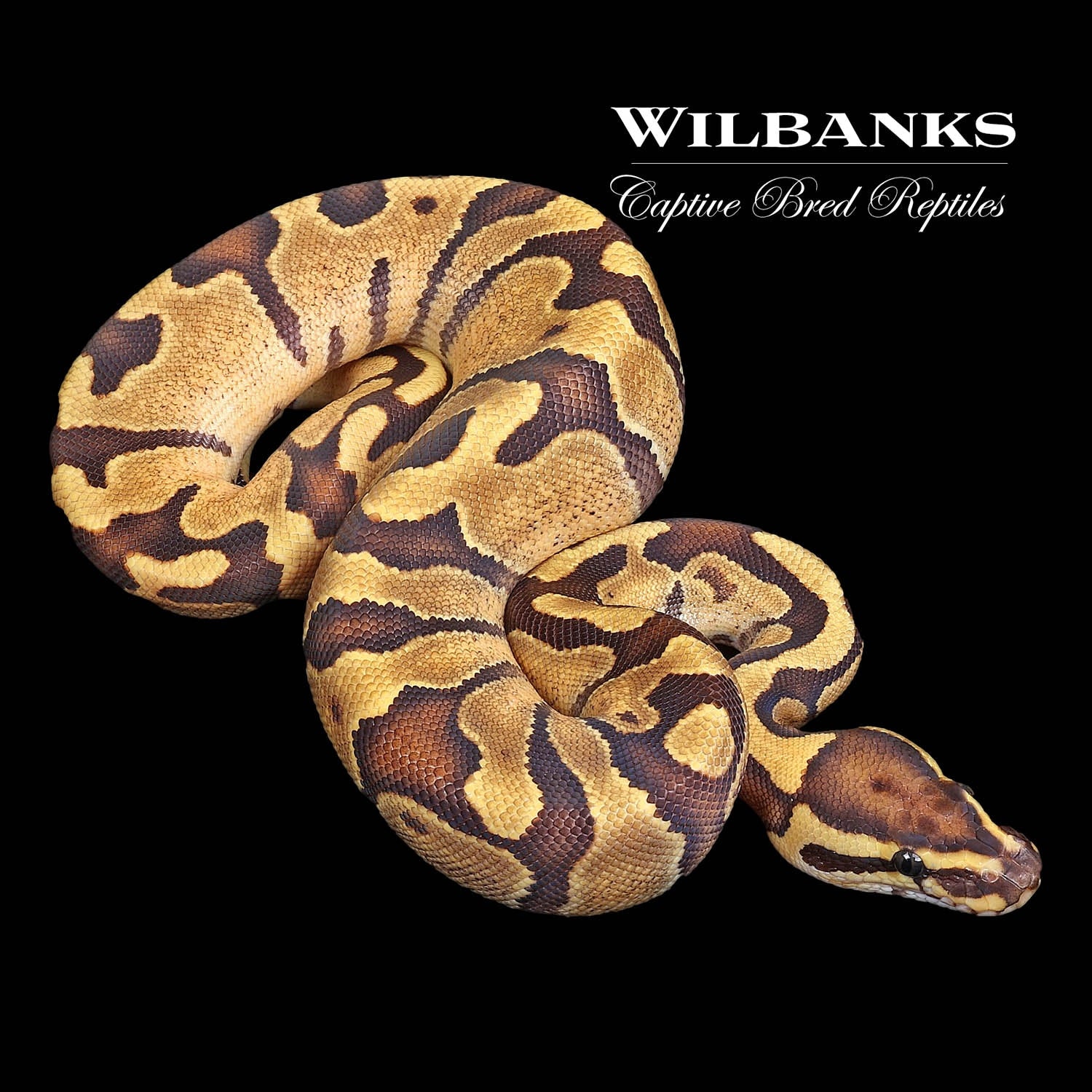 Fire Enchi Ball Python by Wilbanks Captive Bred Reptiles - MorphMarket