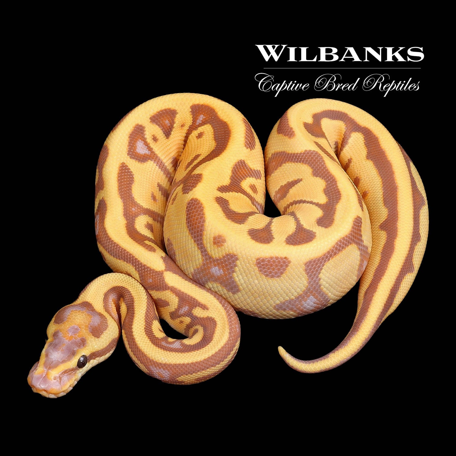 Banana Leopard Enchi Ball Python by Wilbanks Captive Bred Reptiles - MorphMarket