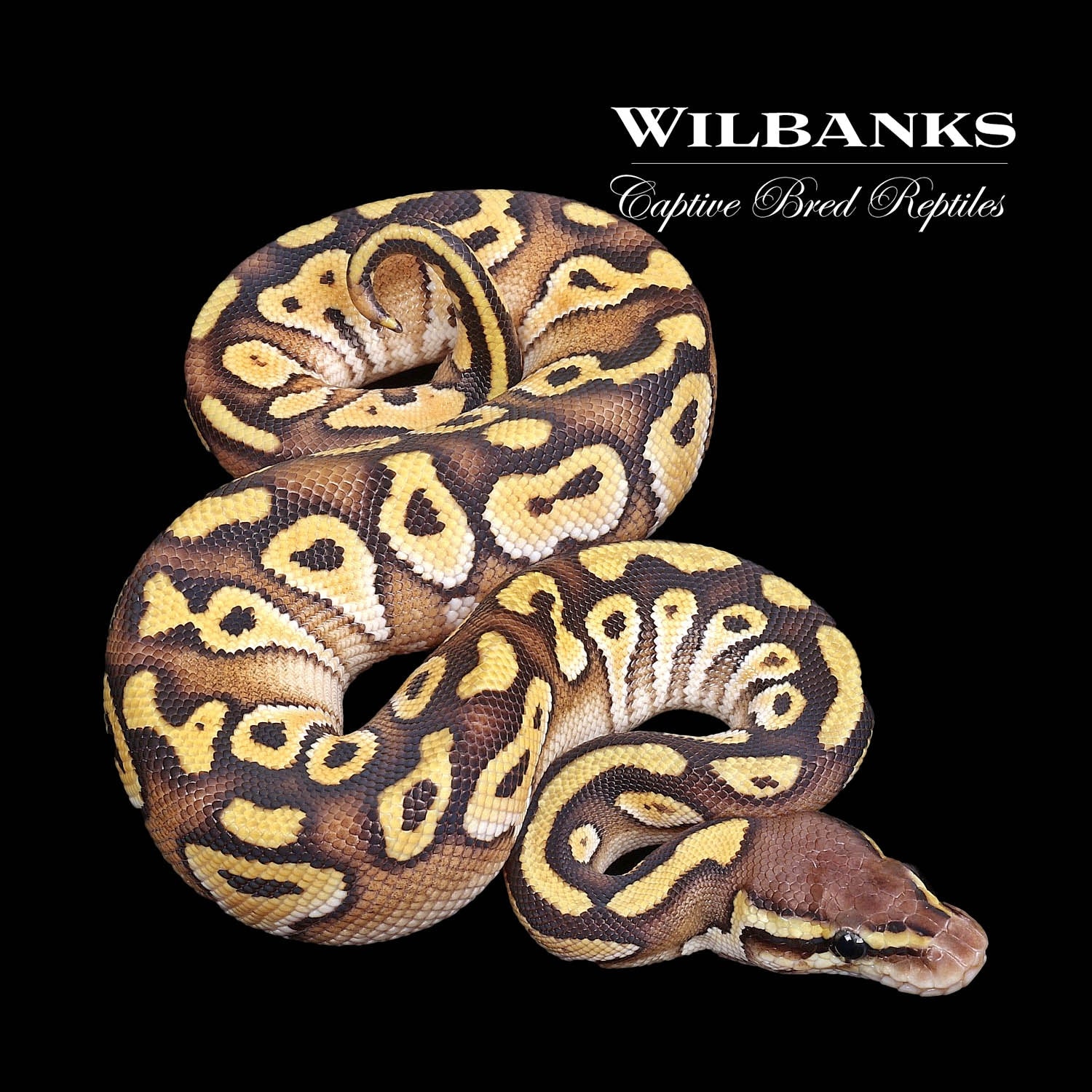 Pastave Ball Python by Wilbanks Captive Bred Reptiles - MorphMarket