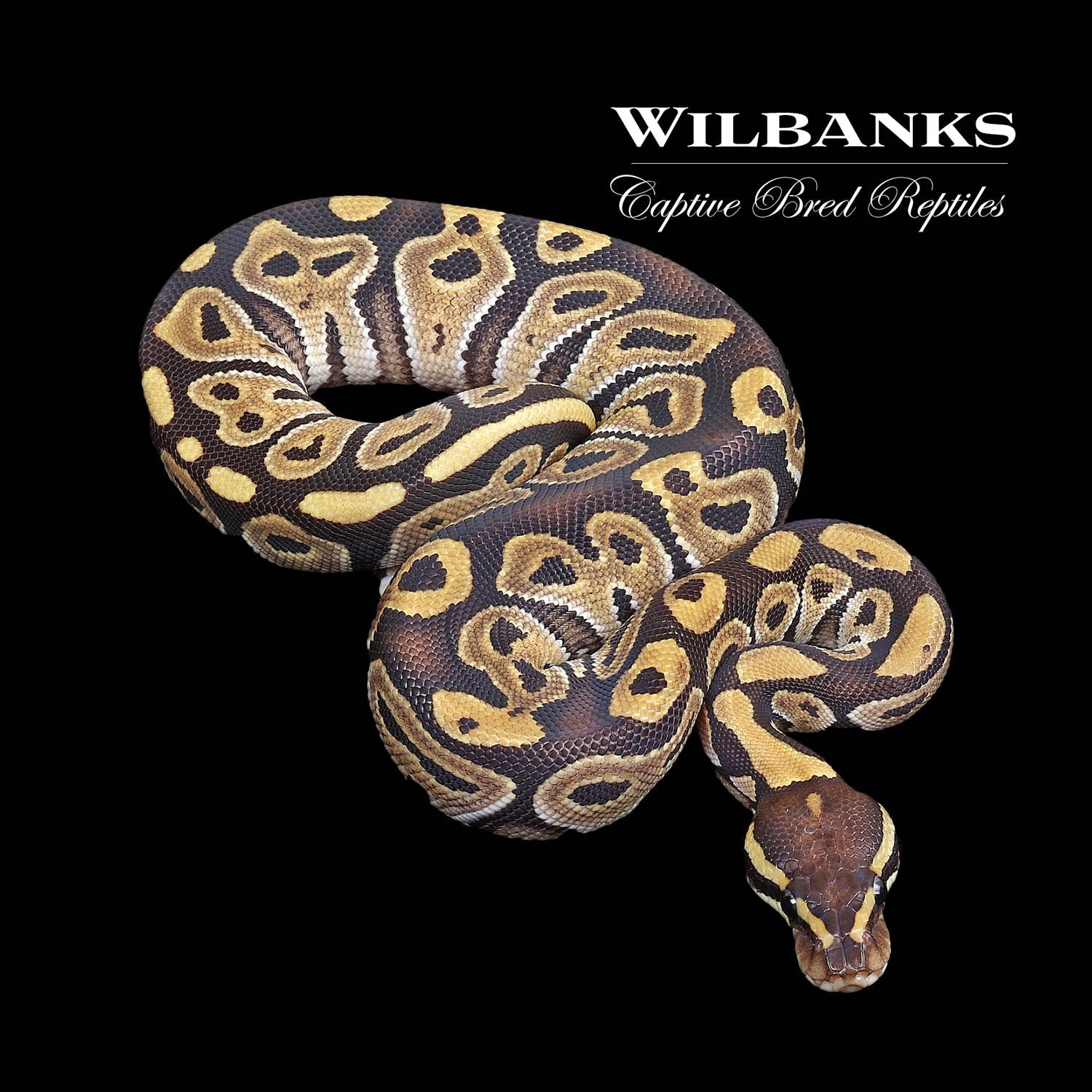Mojave Ball Python by Wilbanks Captive Bred Reptiles - MorphMarket