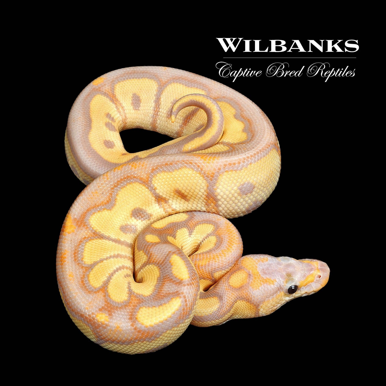 Banana Clown Ball Python by Wilbanks Captive Bred Reptiles - MorphMarket