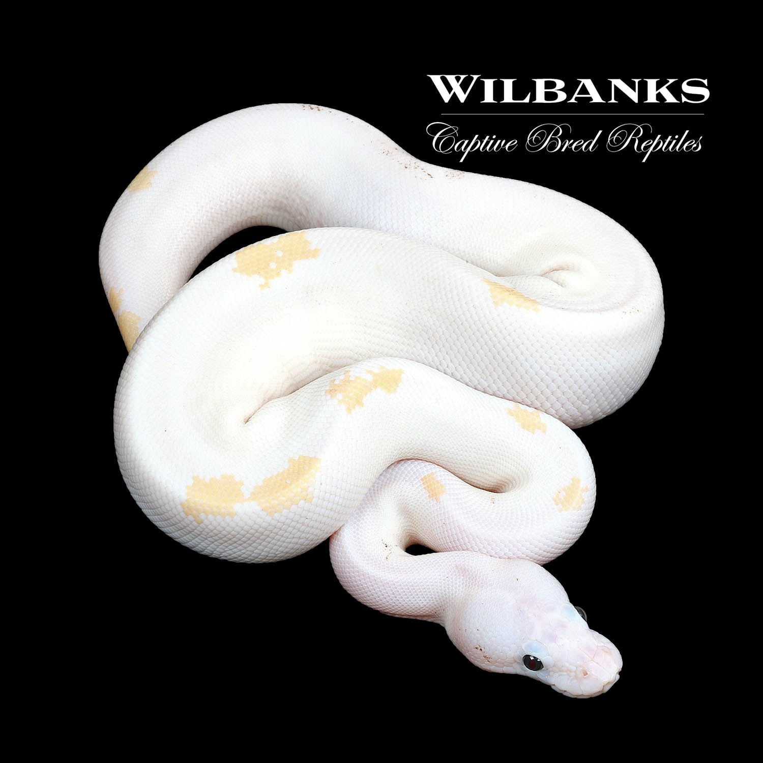 Super Fire 100% Het. Ghost Ball Python by Wilbanks Captive Bred ...