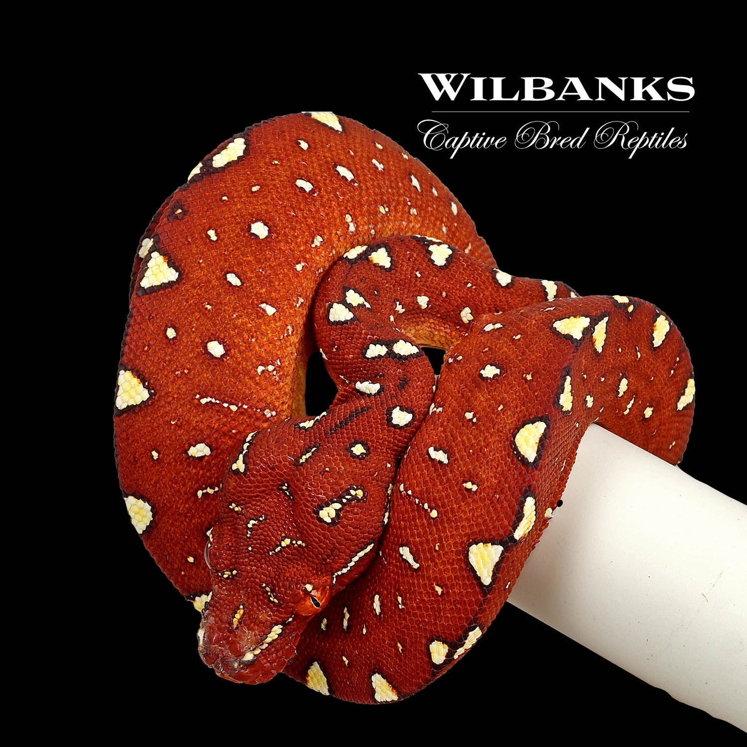 Biak Green Tree Python by Wilbanks Captive Bred Reptiles - MorphMarket