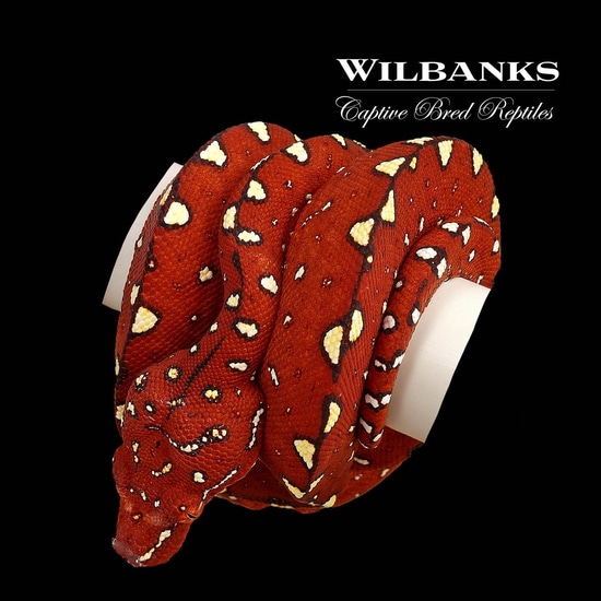 Biak Green Tree Python by Wilbanks Captive Bred Reptiles