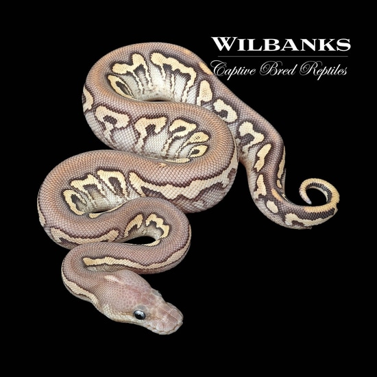 Cinnamon Mojave Spotnose Clown Ball Python by Wilbanks Captive Bred ...