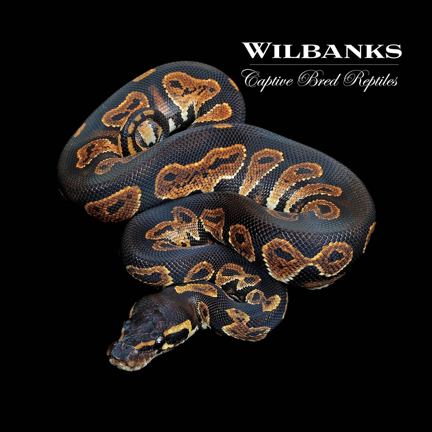 Blackhead Ball Python by Wilbanks Captive Bred Reptiles - MorphMarket