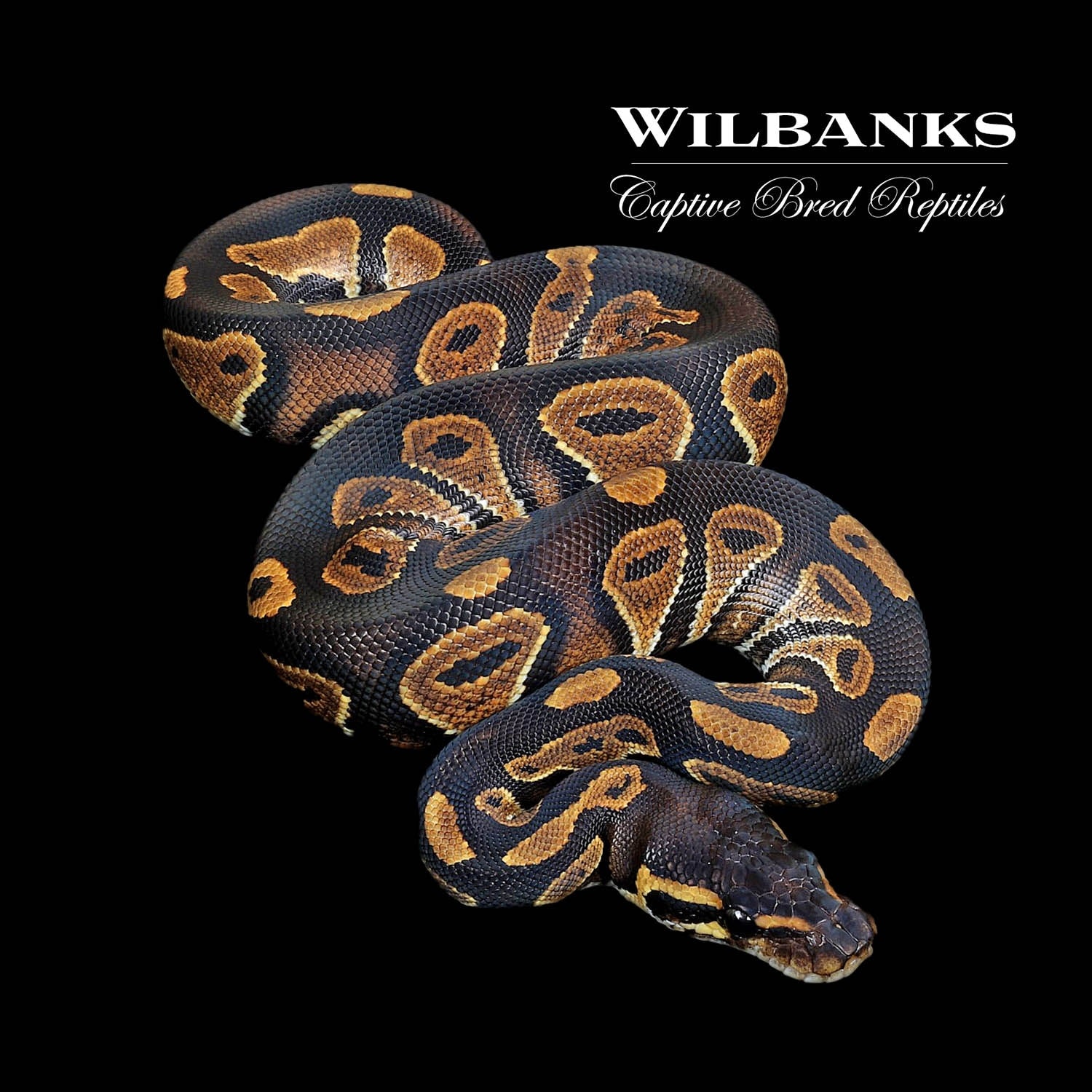 Blackhead Ball Python by Wilbanks Captive Bred Reptiles - MorphMarket