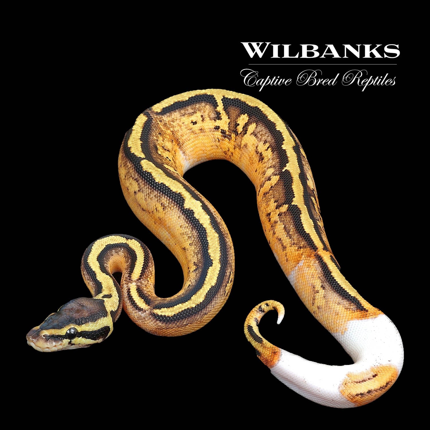 Pastel Yellow Belly Pied Ball Python by Wilbanks Captive Bred Reptiles ...
