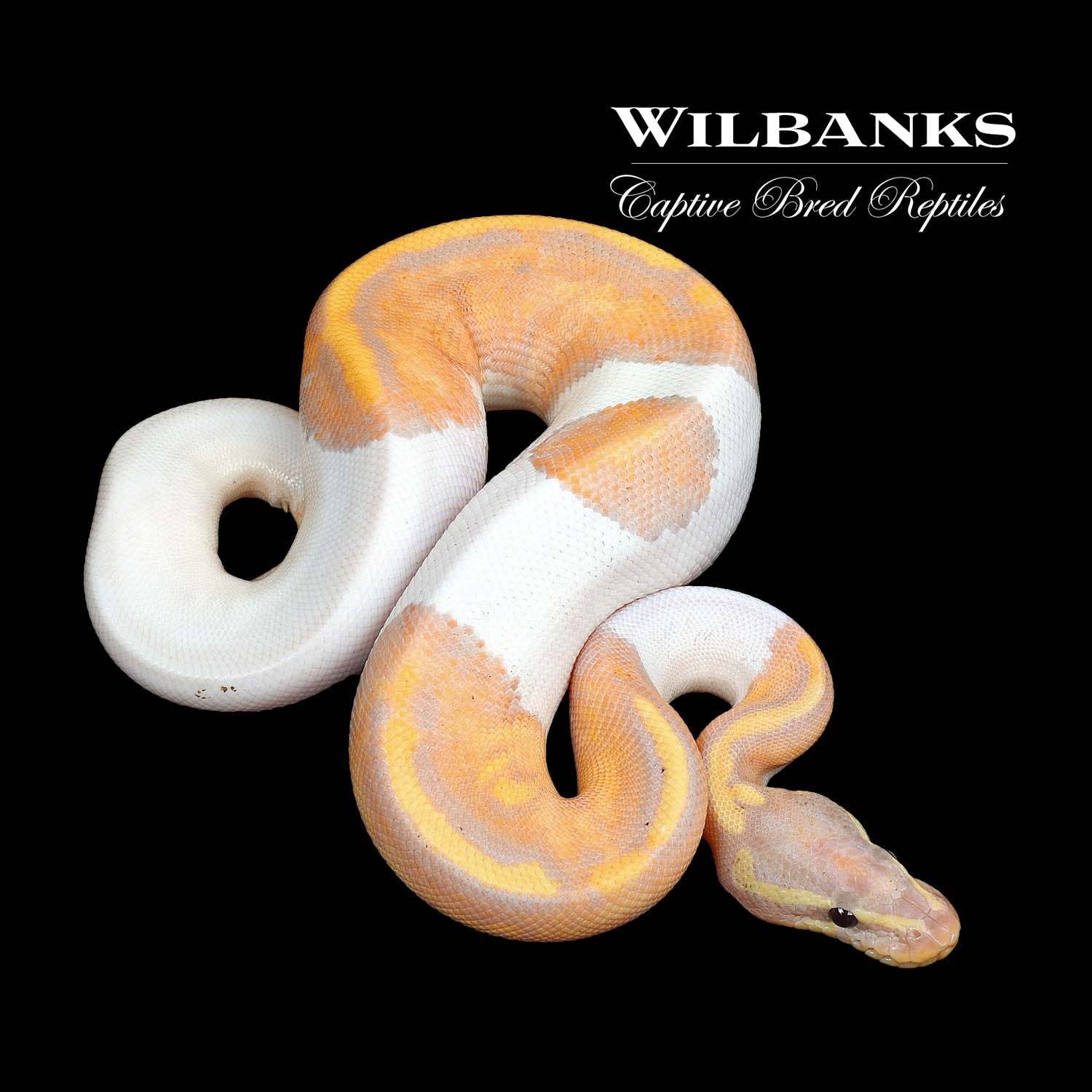 Banana Pied Ball Python by Wilbanks Captive Bred Reptiles - MorphMarket