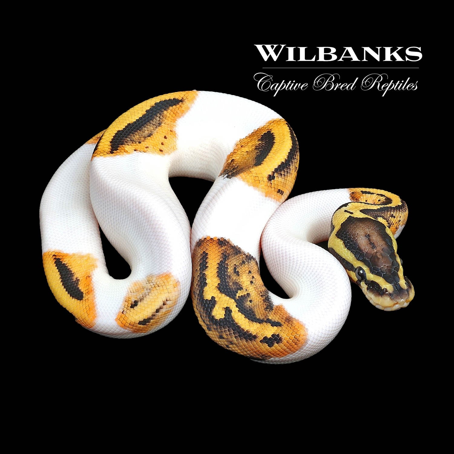 Pastel Pied Ball Python by Wilbanks Captive Bred Reptiles - MorphMarket