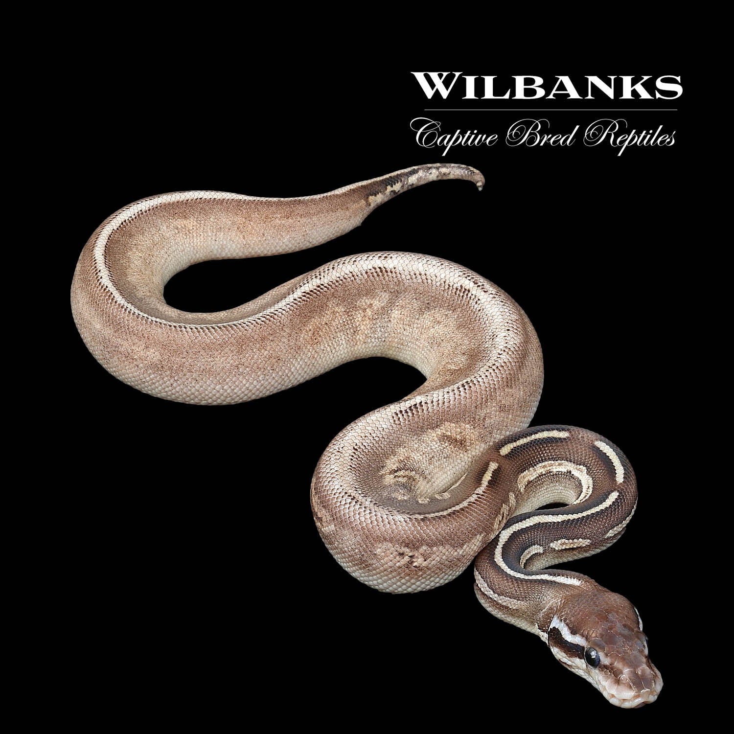 Black Pewter Mojave Granite Ball Python by Wilbanks Captive Bred ...