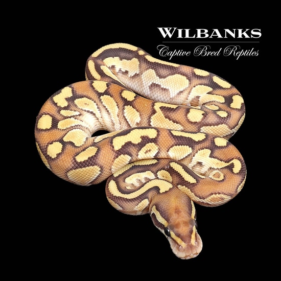 Orange Dream Butter Asphalt (Guaranteed) Ball Python by Wilbanks ...