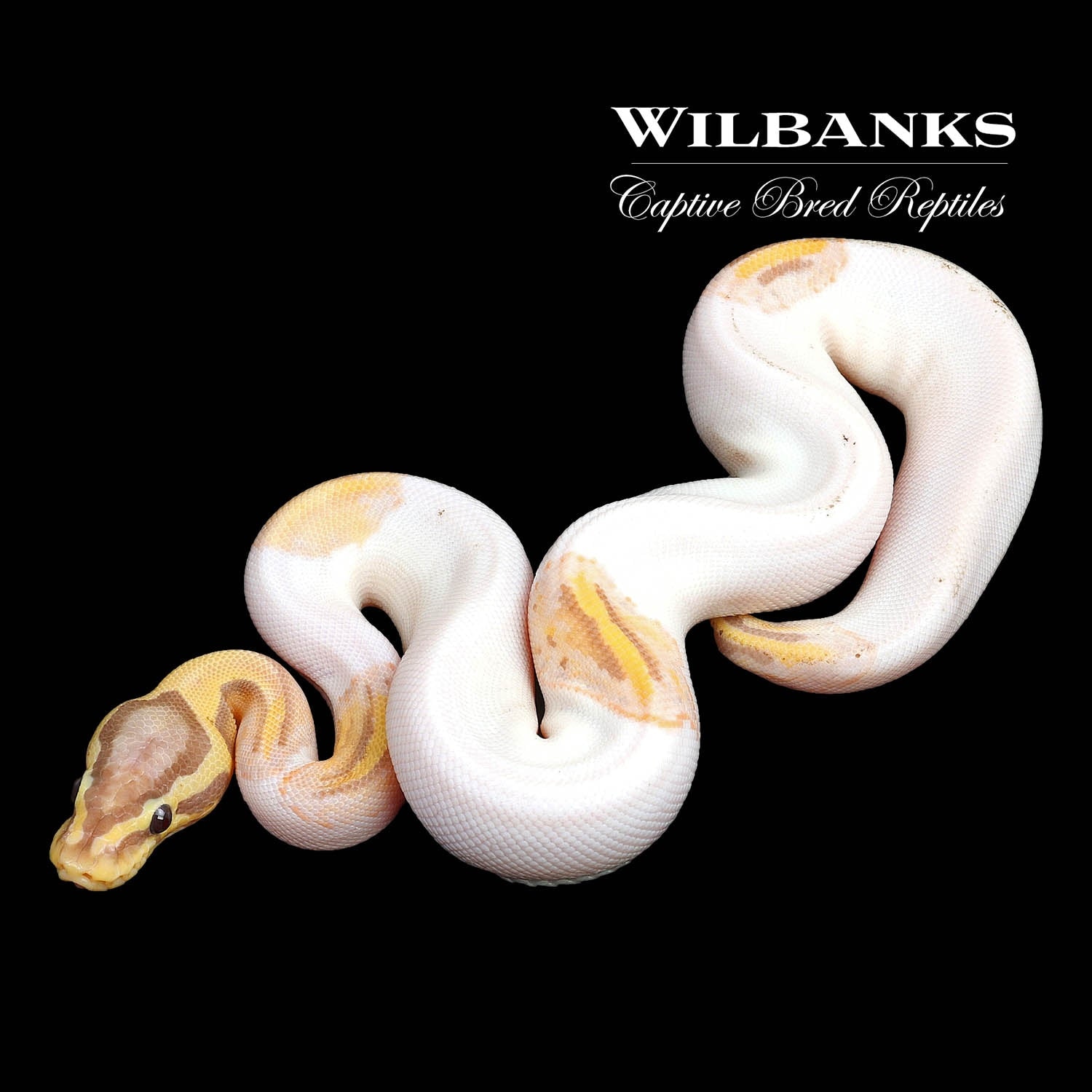 Banana Pastel Pied Ball Python by Wilbanks Captive Bred Reptiles ...