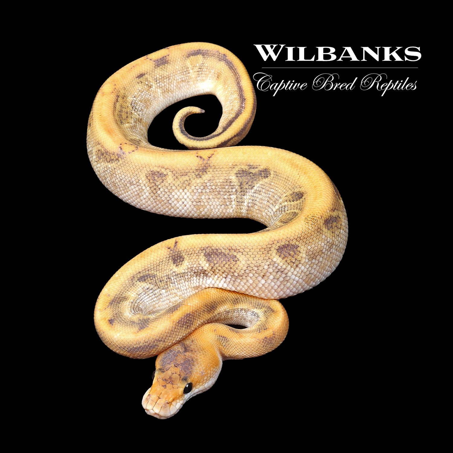 Champ Crusher Ball Python by Wilbanks Captive Bred Reptiles - MorphMarket