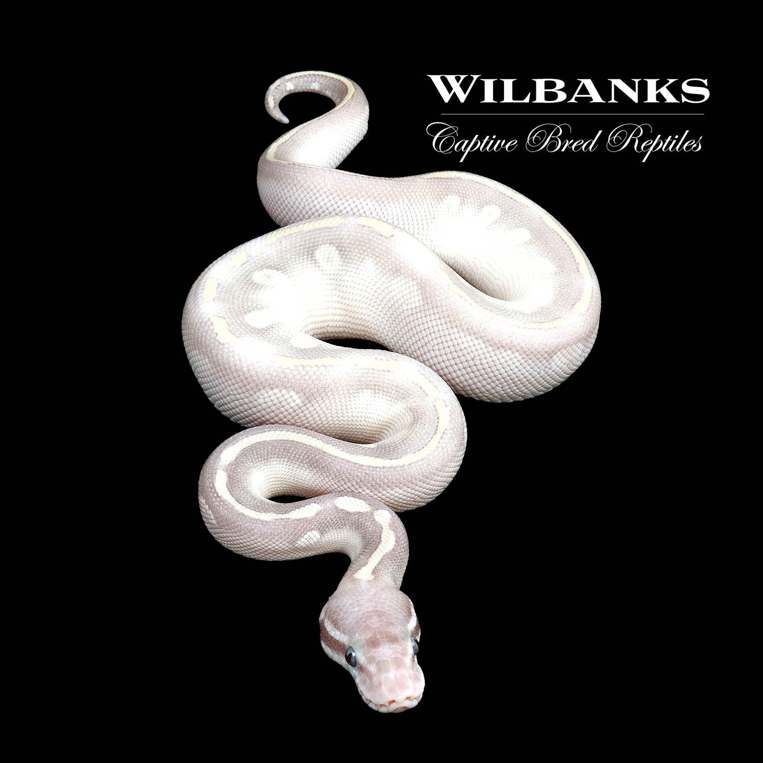 Purple Passion Ball Python by Wilbanks Captive Bred Reptiles - MorphMarket