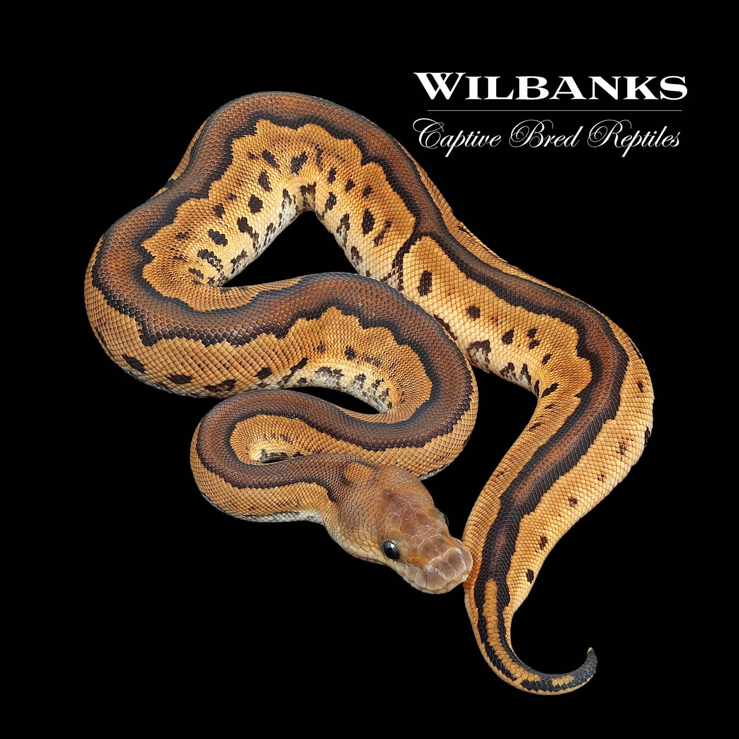 Cinnamon Blade Clown Ball Python by Wilbanks Captive Bred Reptiles ...