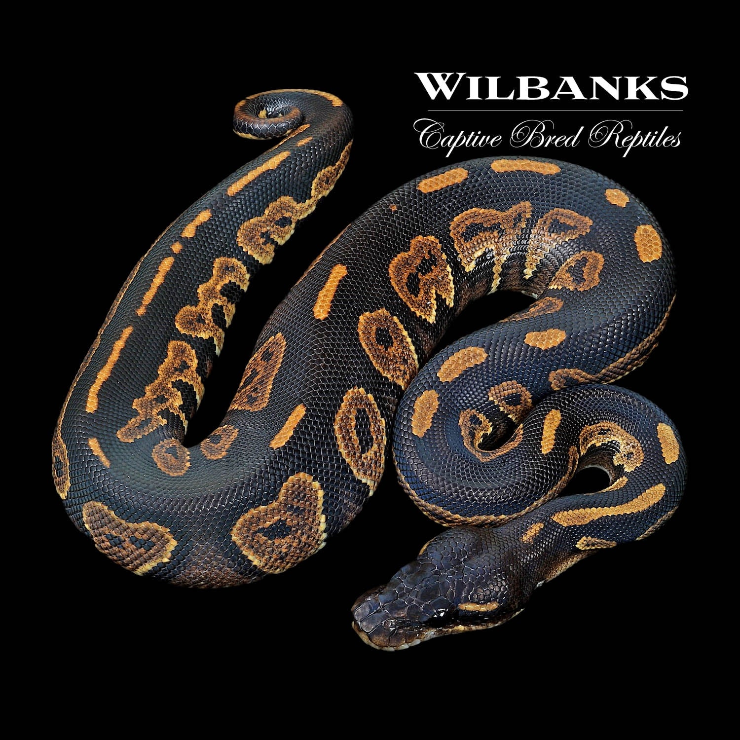Blackhead Mahogany Ball Python by Wilbanks Captive Bred Reptiles ...