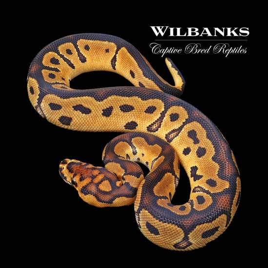 Clown Ball Python by Wilbanks Captive Bred Reptiles