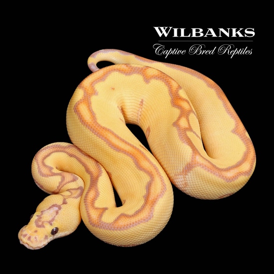 Banana Pastel Enchi Clown Ball Python by Wilbanks Captive Bred Reptiles