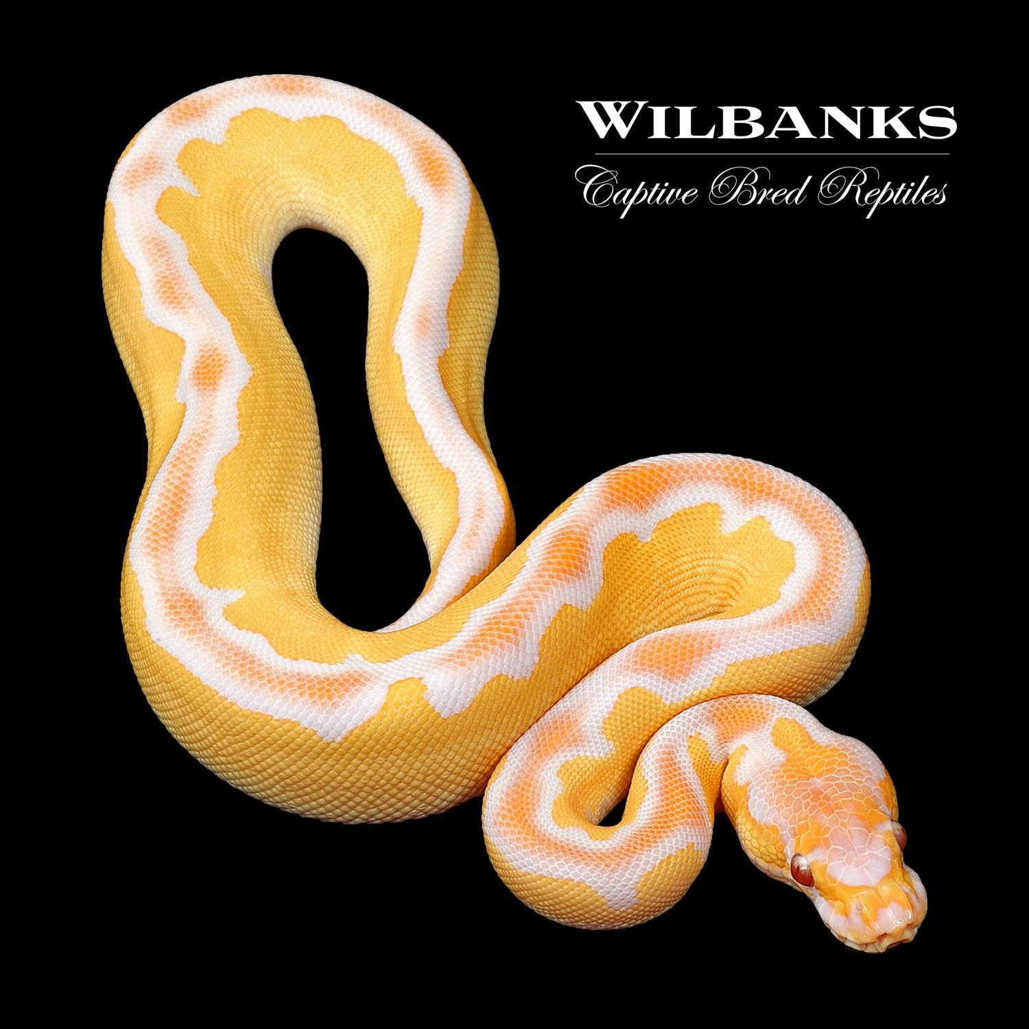 Lavender Blade Clown Ball Python by Wilbanks Captive Bred Reptiles ...