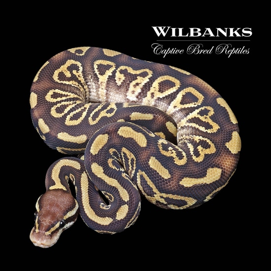 Pastel Mojave Sable Yellow Belly Ball Python by Wilbanks Captive Bred ...