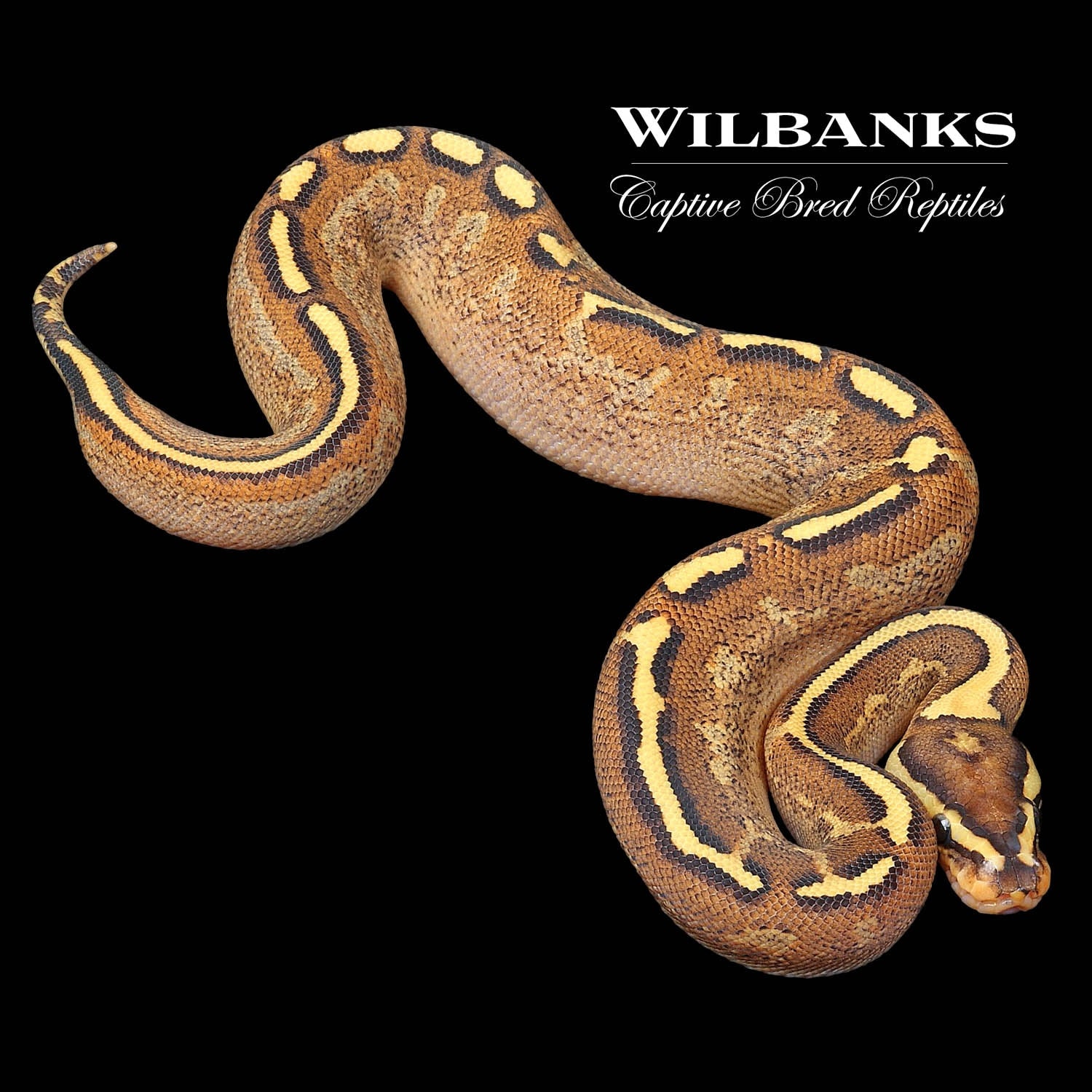 Asphalt Spark Ball Python by Wilbanks Captive Bred Reptiles - MorphMarket
