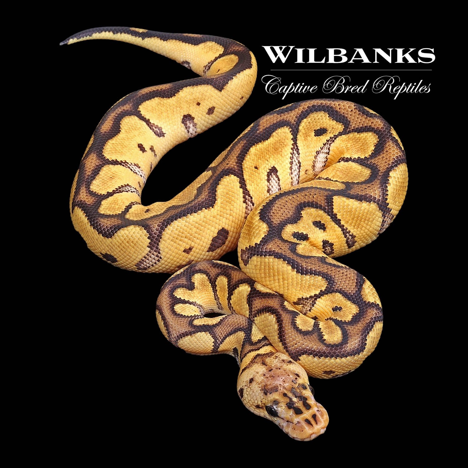 Pastel Clown Ball Python by Wilbanks Captive Bred Reptiles - MorphMarket
