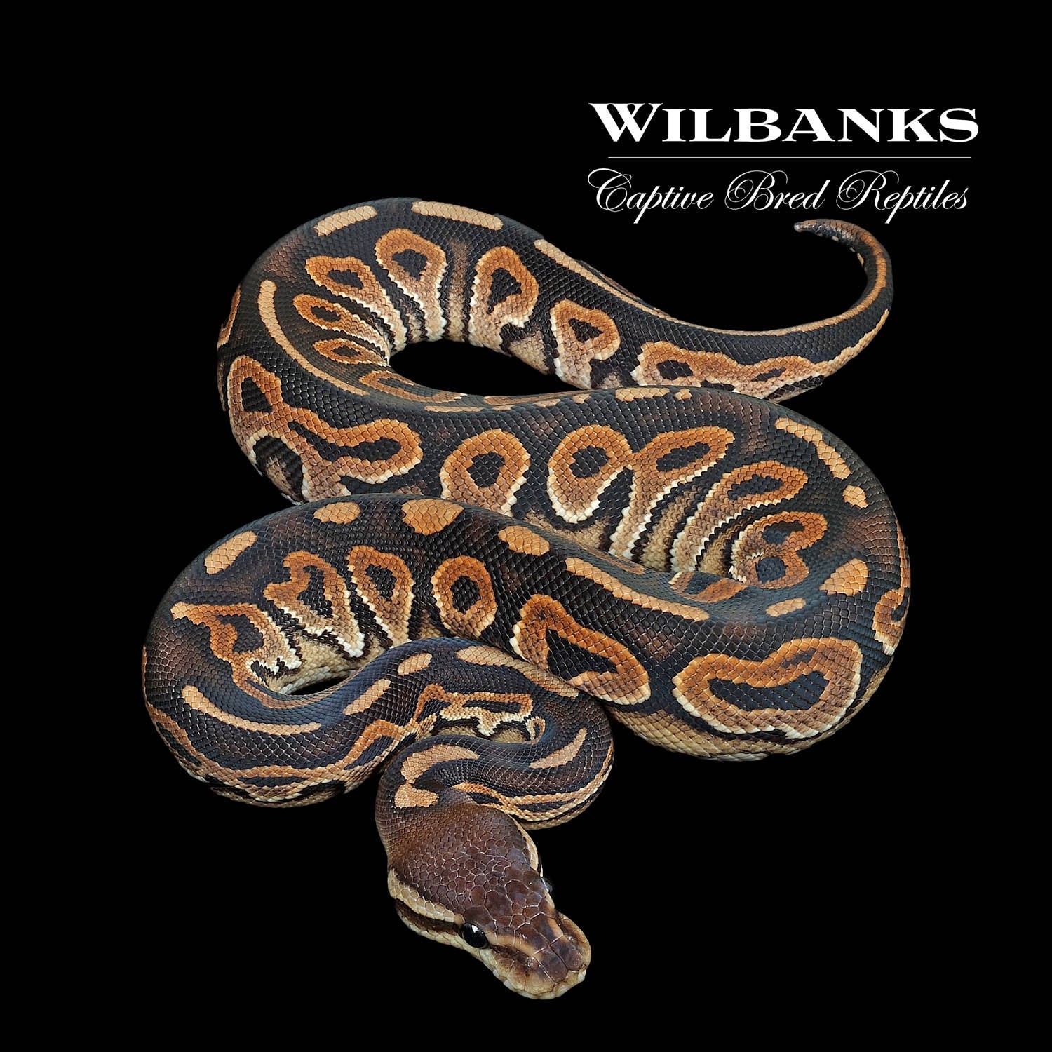 Cinnamon Ball Python by Wilbanks Captive Bred Reptiles - MorphMarket