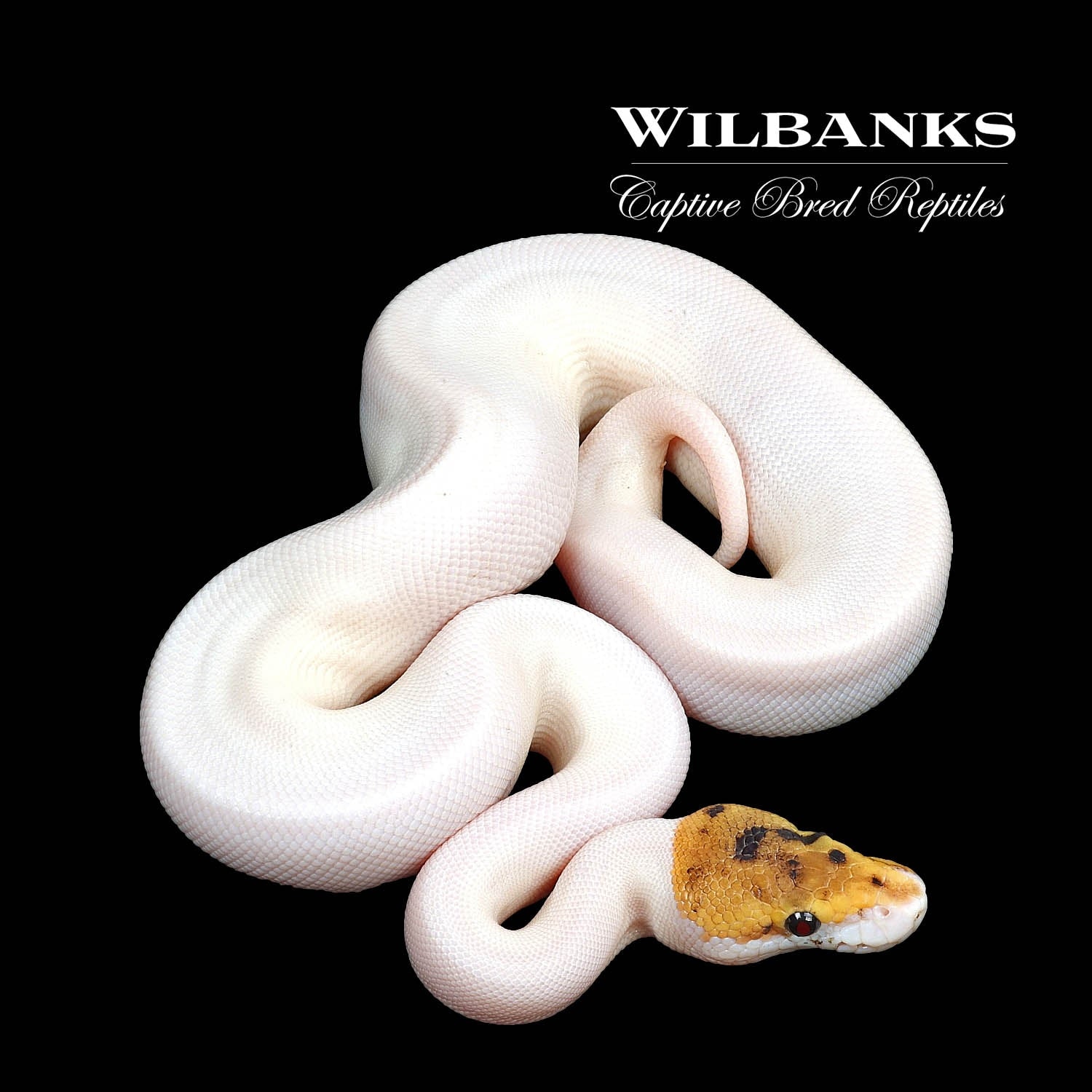 Spied Ball Python by Wilbanks Captive Bred Reptiles - MorphMarket