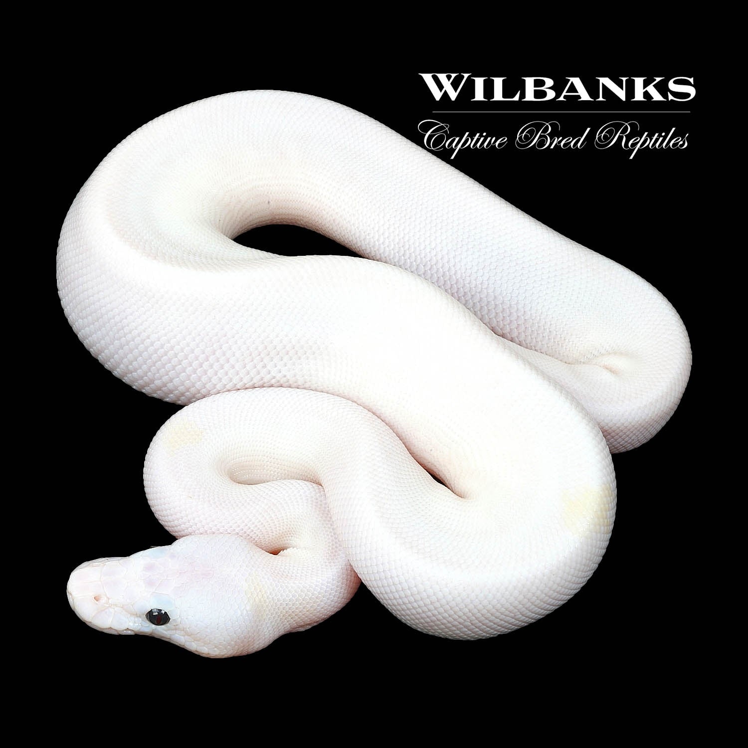 Super Fire Ball Python by Wilbanks Captive Bred Reptiles - MorphMarket