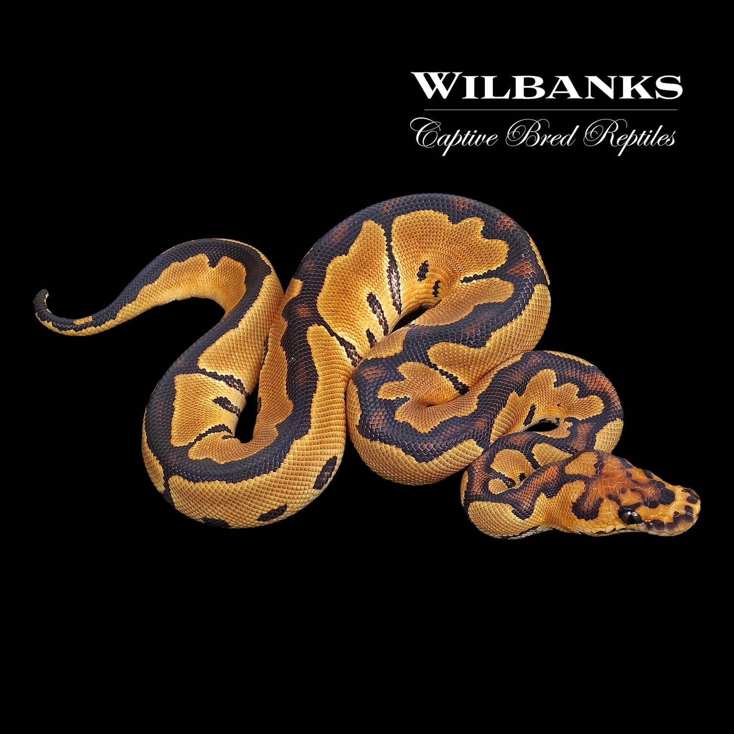 Clown Ball Python by Wilbanks Captive Bred Reptiles - MorphMarket