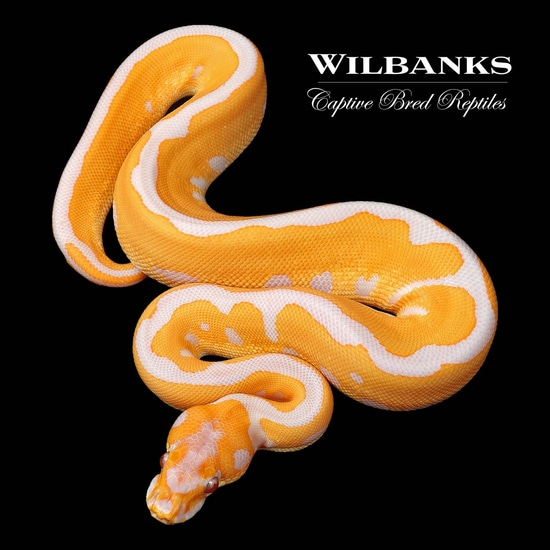 Lavender Leopard Clown Ball Python by Wilbanks Captive Bred Reptiles