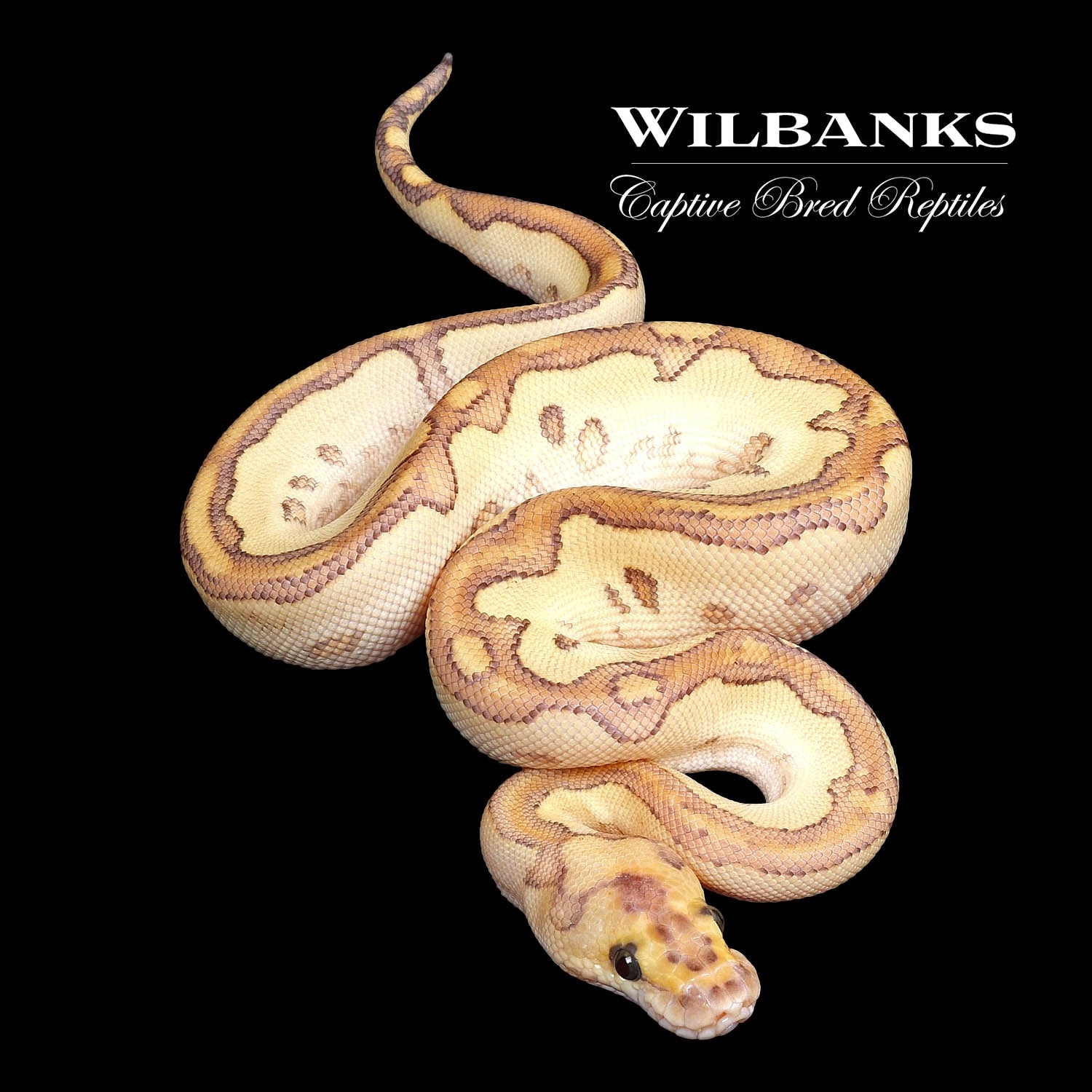 Nuclear Clown Ball Python by Wilbanks Captive Bred Reptiles - MorphMarket
