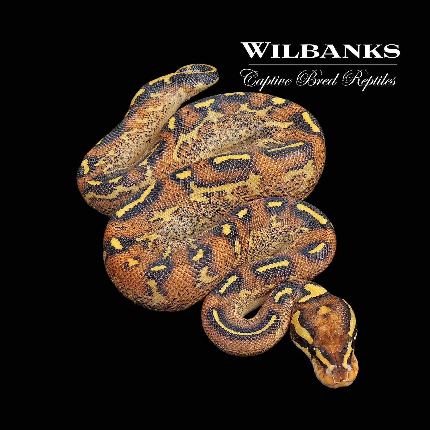 Fire Freeway Ball Python by Wilbanks Captive Bred Reptiles - MorphMarket
