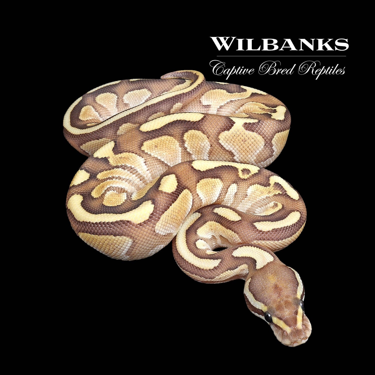 Nuclear Ball Python by Wilbanks Captive Bred Reptiles - MorphMarket