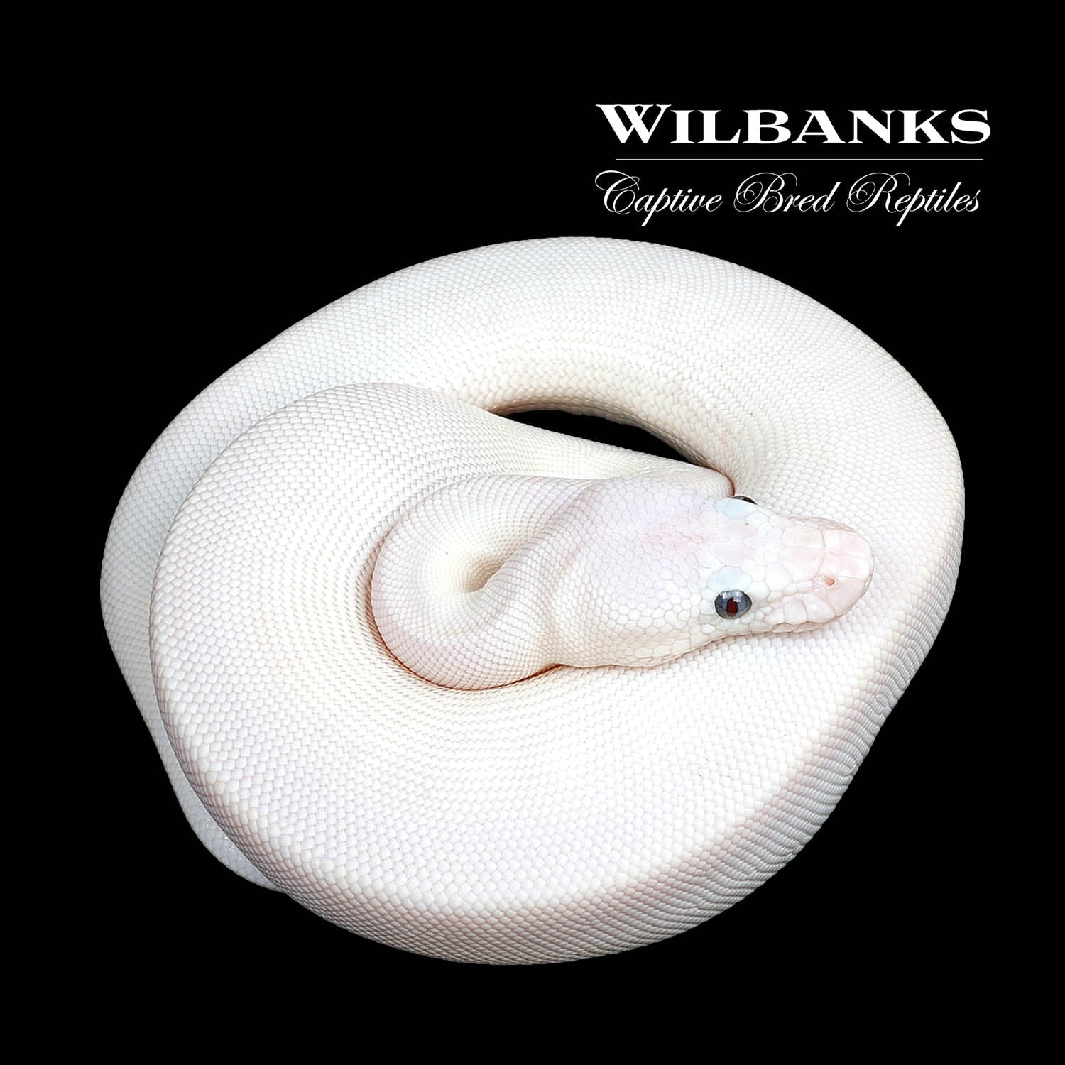 Blue Eyed Leucistic (Lucy) (Butter Mojave) Ball Python by Wilbanks ...