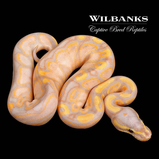 Banana Sugar Ball Python by Wilbanks Captive Bred Reptiles